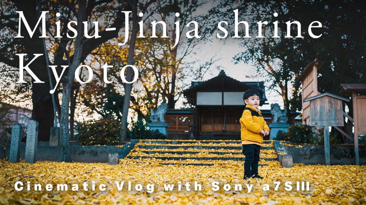 【Views】2826『Ginkgo at Misu-Jinja shrine, Kyoto』1分12秒 | VIDEO SALON.web ...